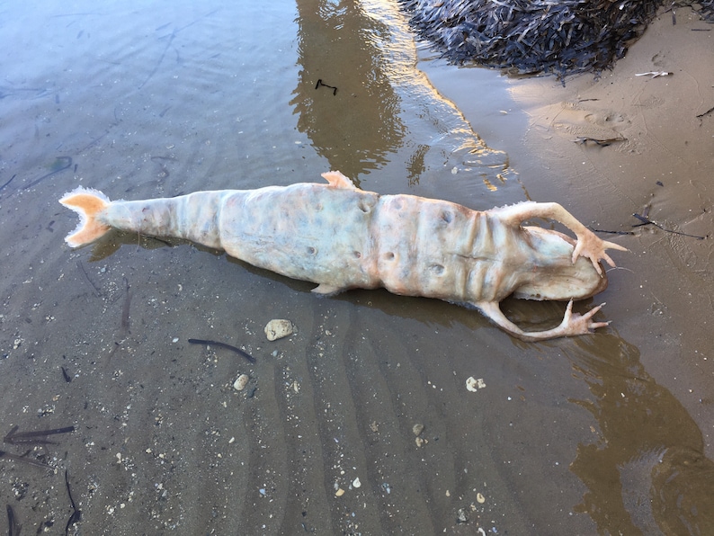 Reveals the first discovery of an alien creature with two claws and a ...