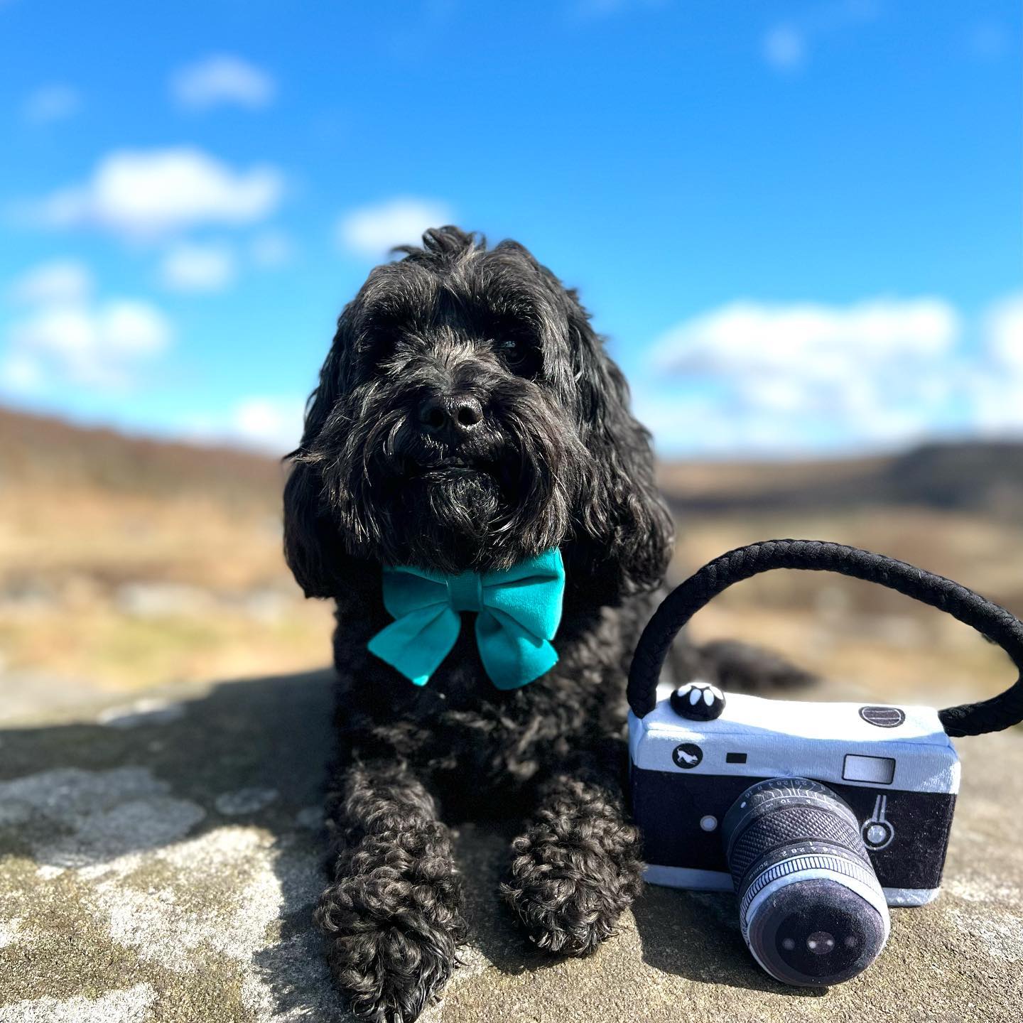 The Toy Poodle A Petite Pooch with a Big Heart – Amazing